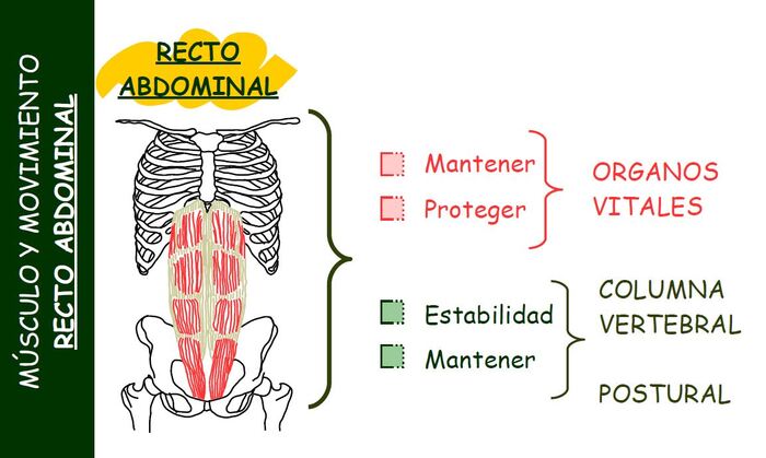 Musculo Recto Abdominal :: alternativasenfisioterapia